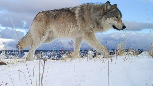 Are you a wolf expert? - Test | Quotev