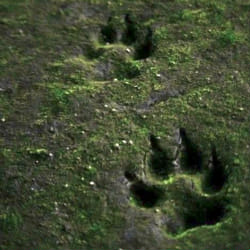 What animal represents you? - Quiz | Quotev