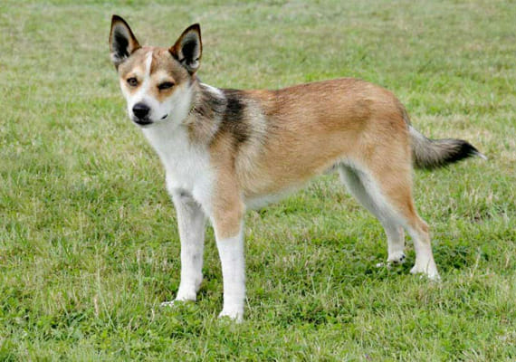 Non-Sporting Group Dogs - Test