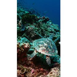 What element do you control? - Quiz | Quotev