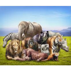 The Animal In You - Quiz | Quotev