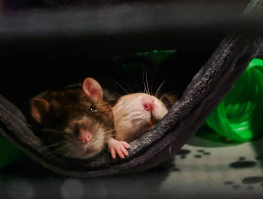 How Well Do You Know RobertIDK? - Test | Quotev