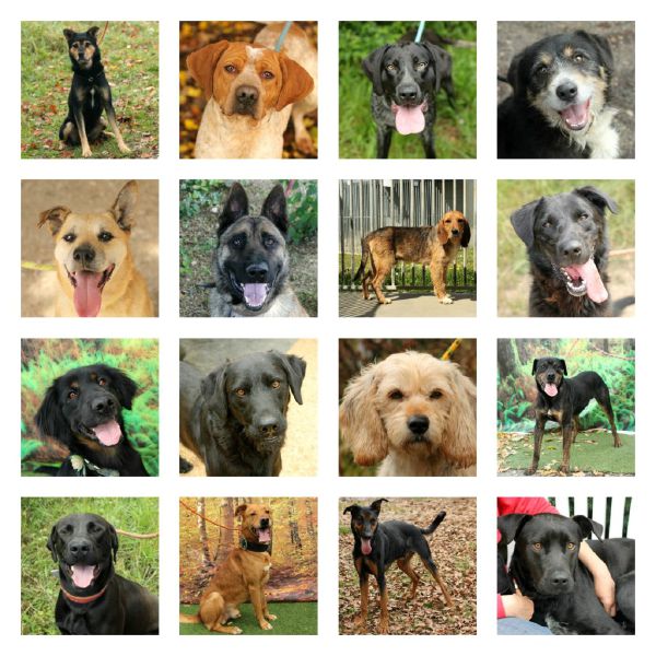 Guess The Dog Breed Test