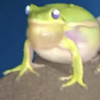 What mha character are you based on pictures of frogs - Quiz | Quotev