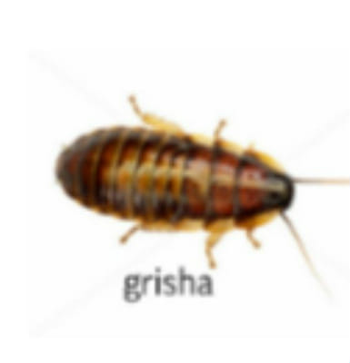 What bug are you? - Quiz | Quotev